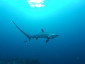 Are There Sharks in Greece? | 3 Common Sharks in Greece